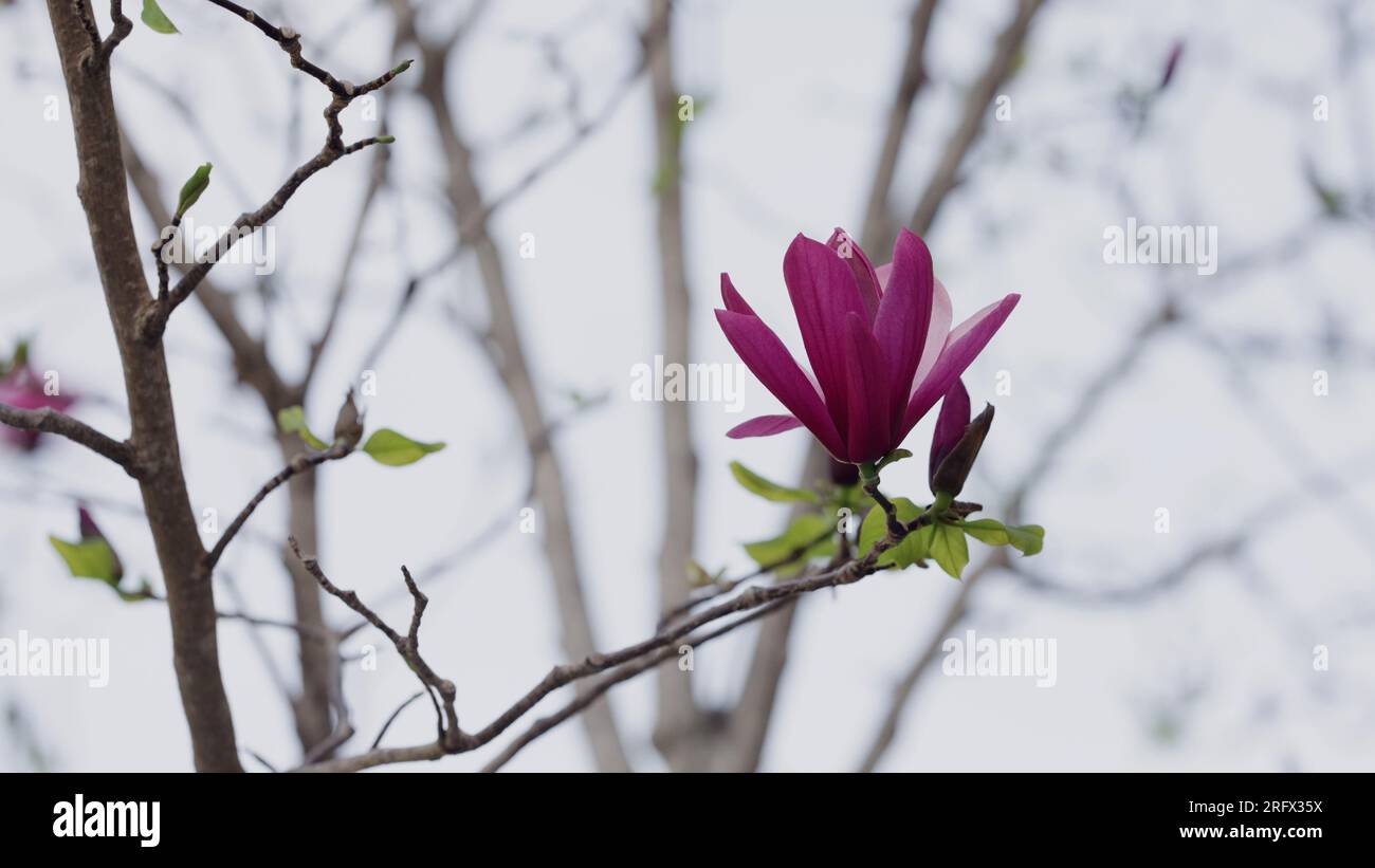 closeup magnolia liliiflora on street, wide photo Stock Photo - Alamy