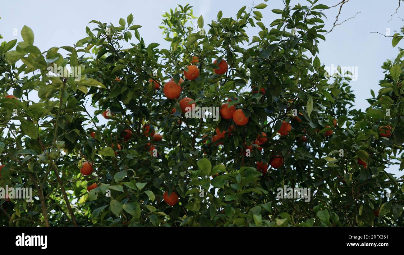 orange tree in european city, wide photo Stock Photo - Alamy