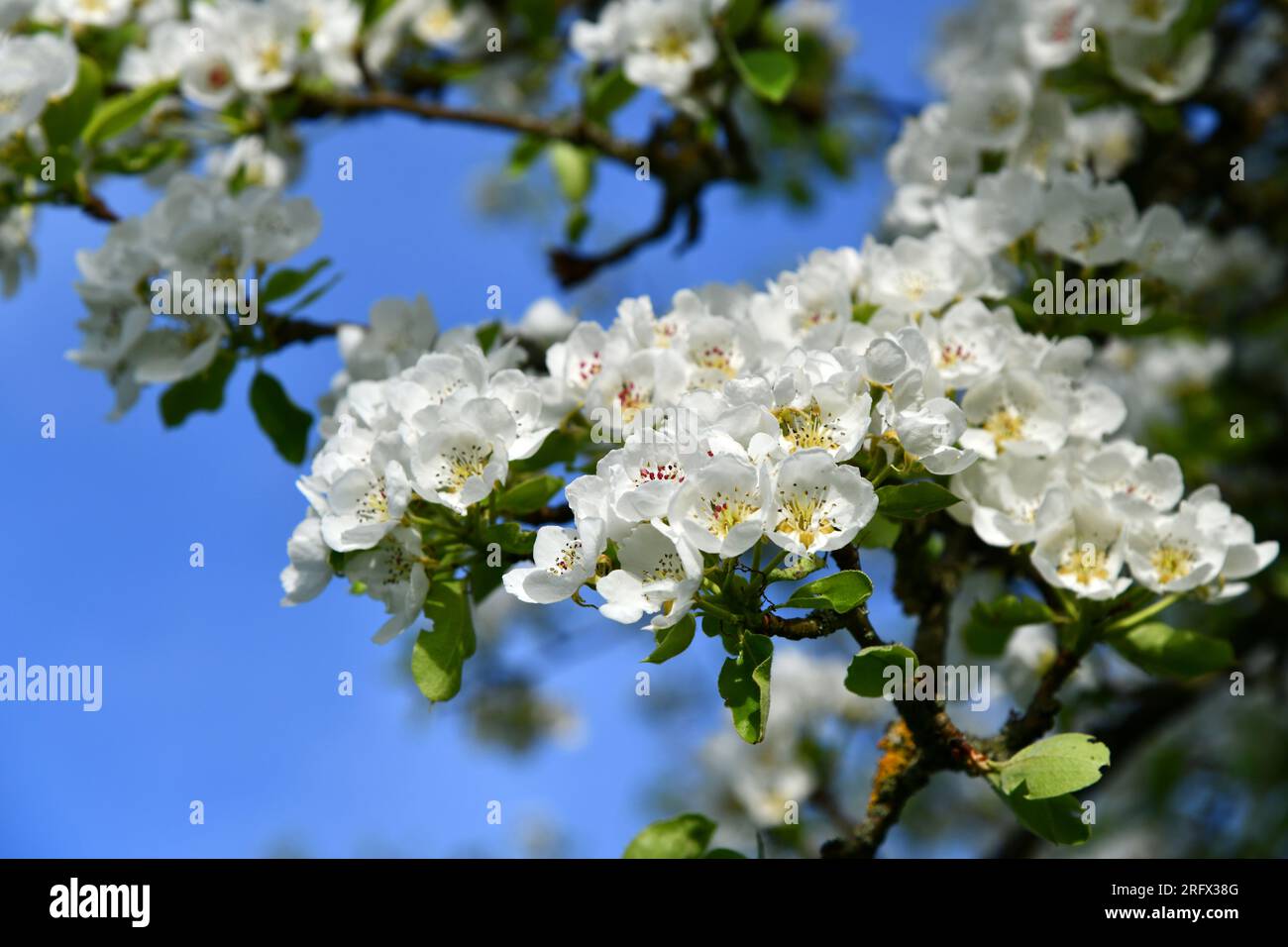 Pruning pear tree summer hi-res stock photography and images - Alamy