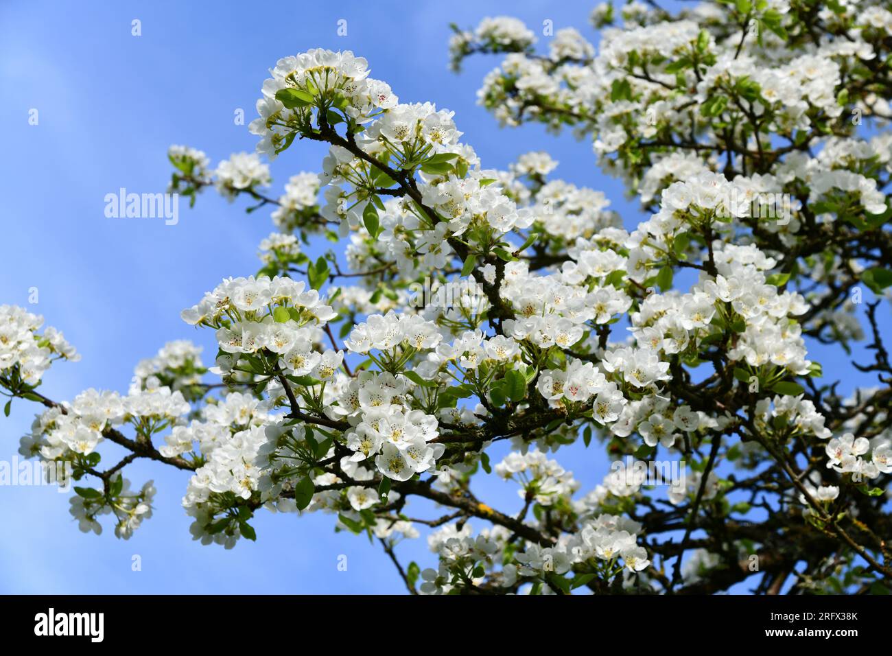 Pruning pear tree summer hi-res stock photography and images - Alamy