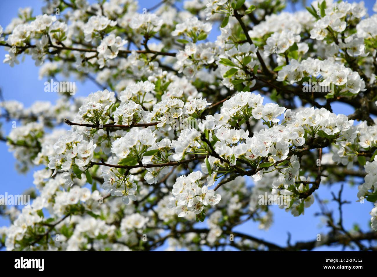 old pear tree with white flowers Stock Photo - Alamy
