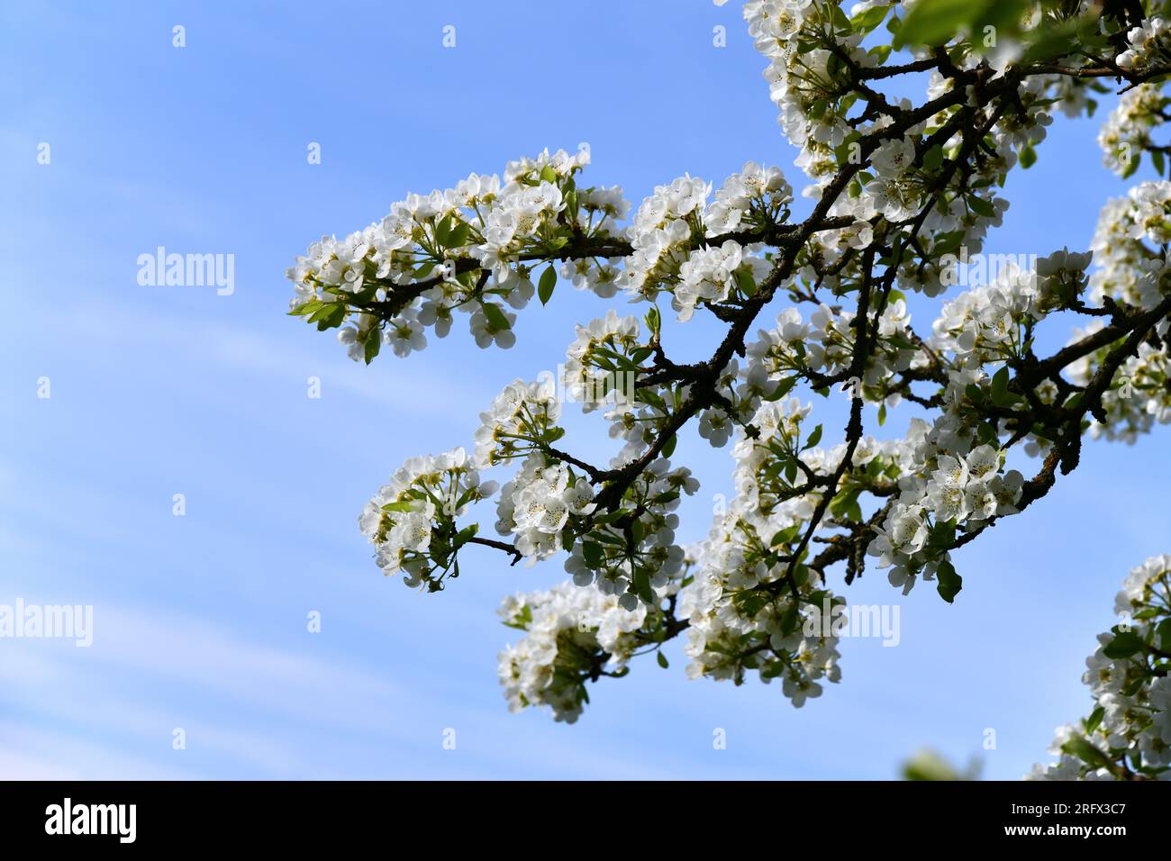 Pruning pear tree summer hi-res stock photography and images - Alamy