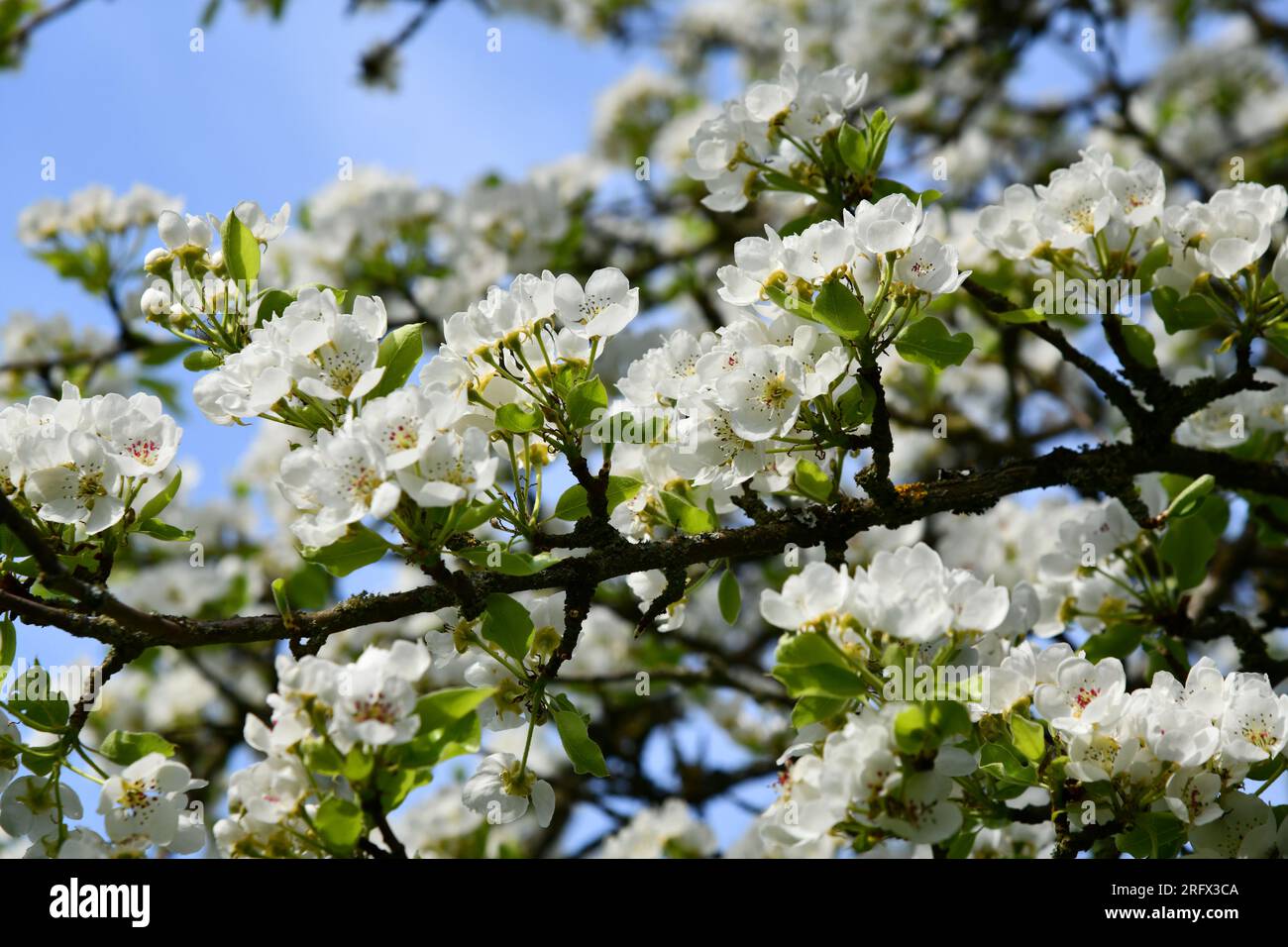 old pear tree with white flowers Stock Photo - Alamy