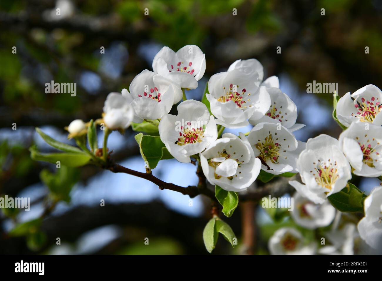old pear tree with white flowers Stock Photo - Alamy