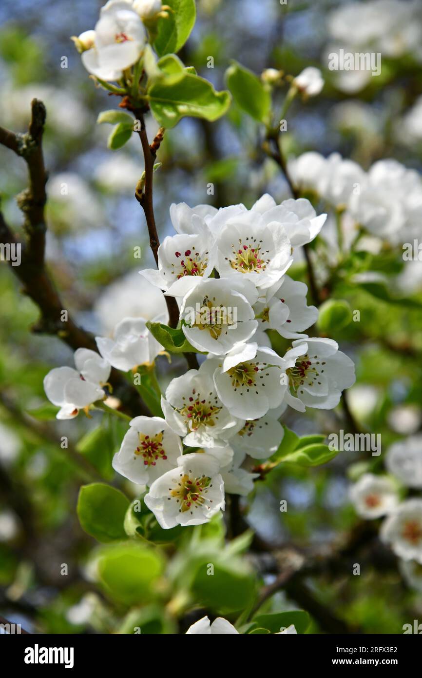 old pear tree with white flowers Stock Photo - Alamy