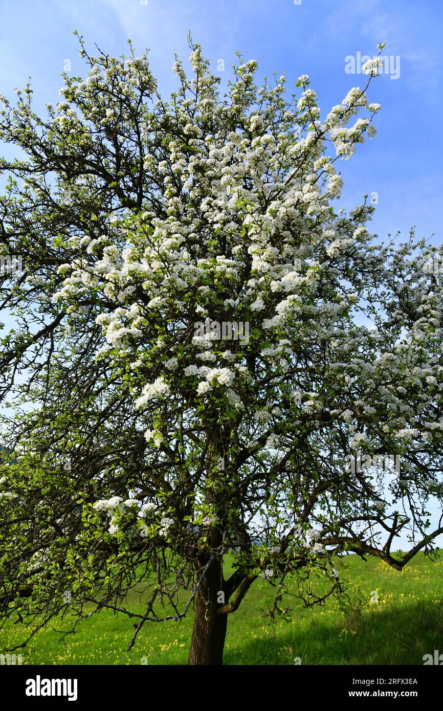 old pear tree with white flowers Stock Photo - Alamy