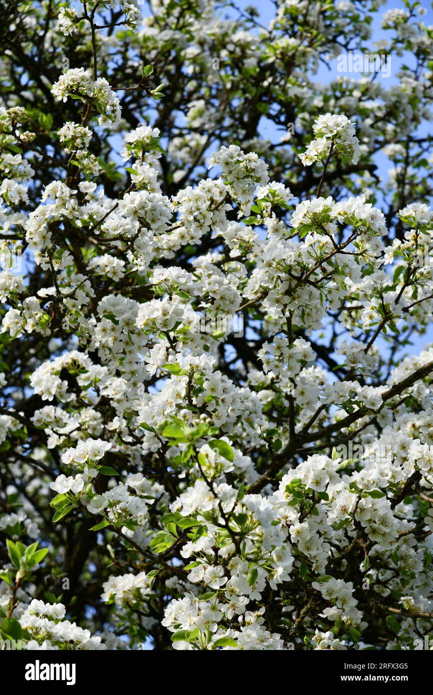 old pear tree with white flowers Stock Photo - Alamy