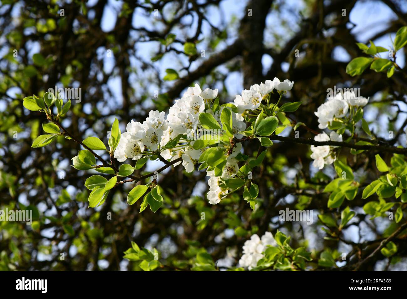 old pear tree with white flowers Stock Photo - Alamy