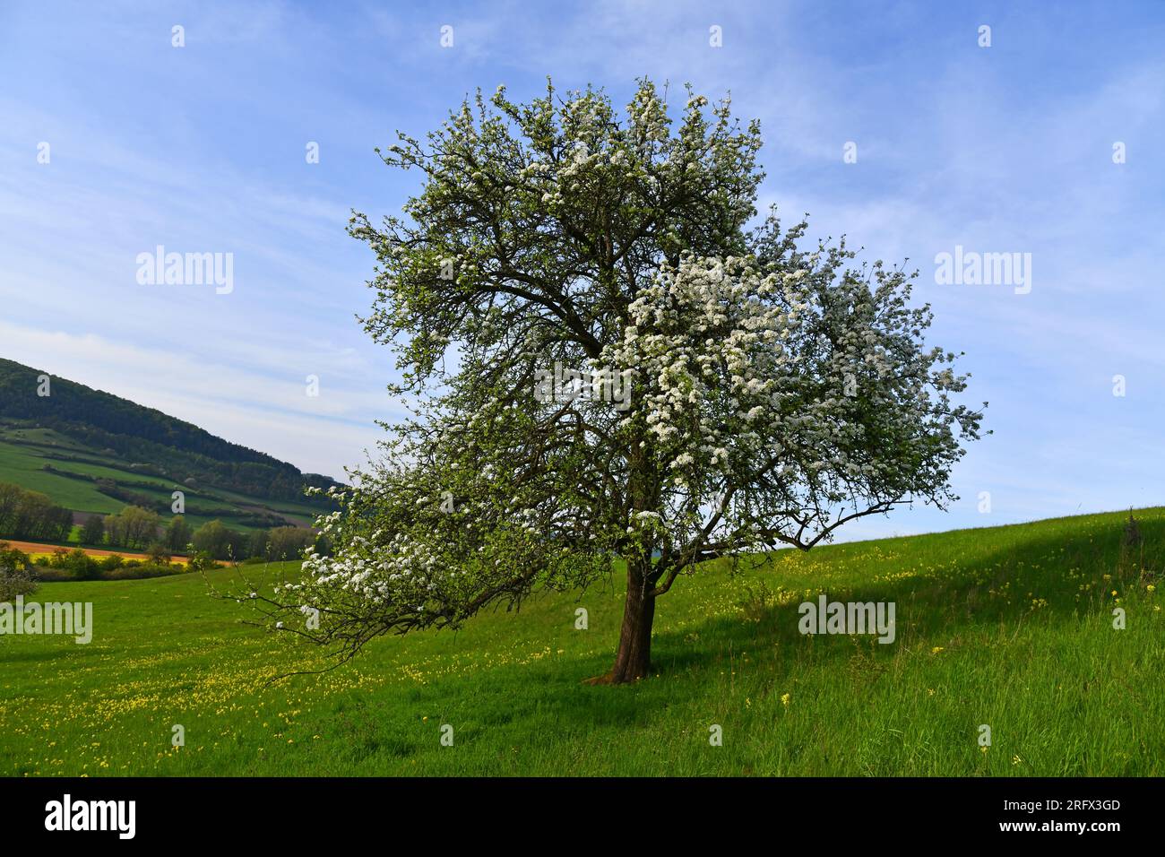 old pear tree with white flowers Stock Photo - Alamy