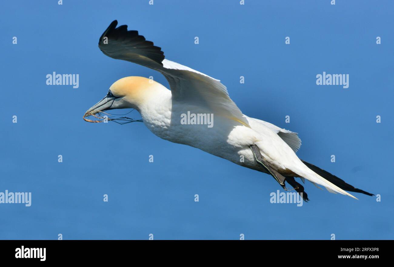 Northern Gannet carrying nesting material Stock Photo - Alamy