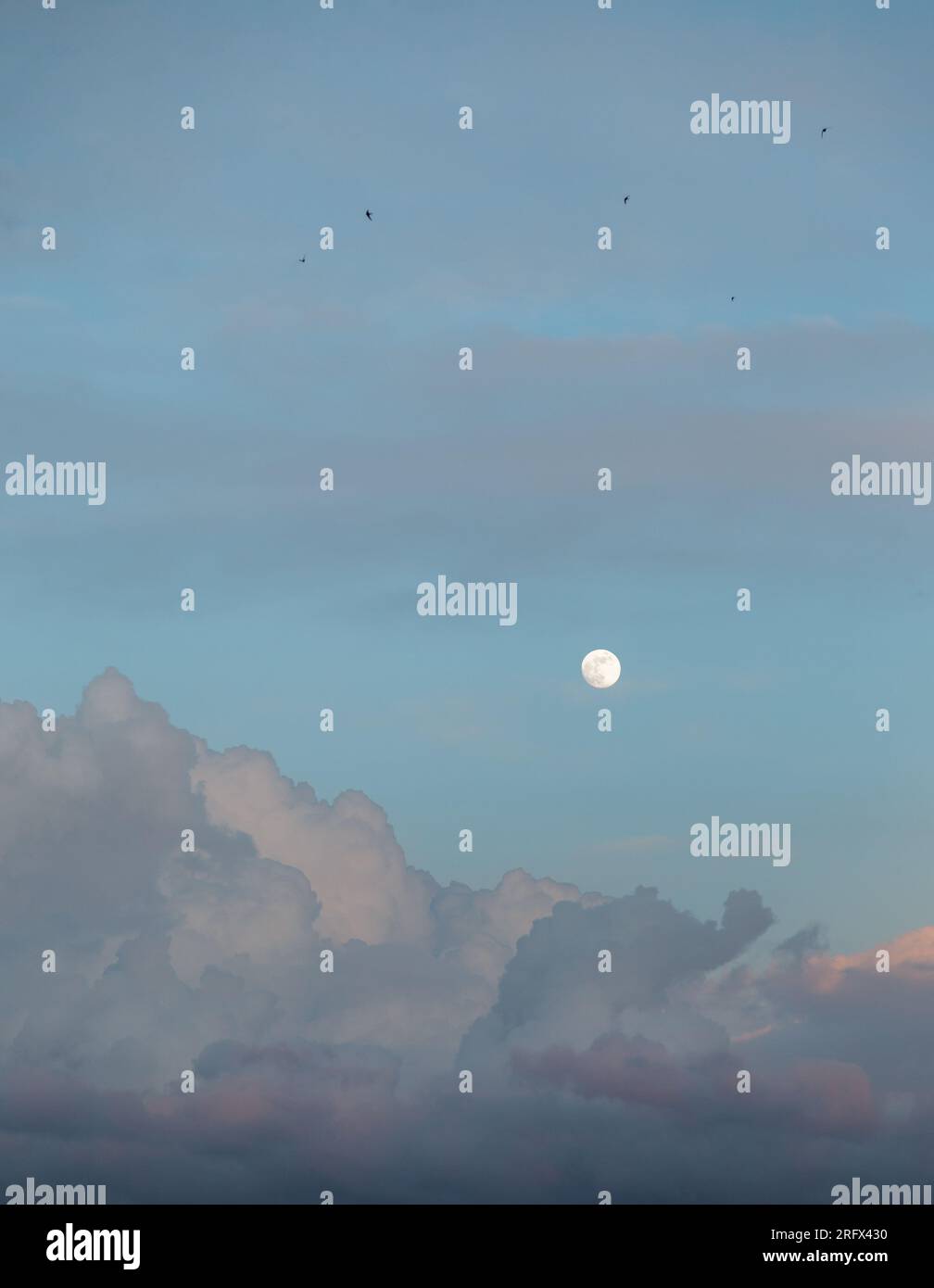 Vertical shot cumulus clouds float across the evening sky with a full ...