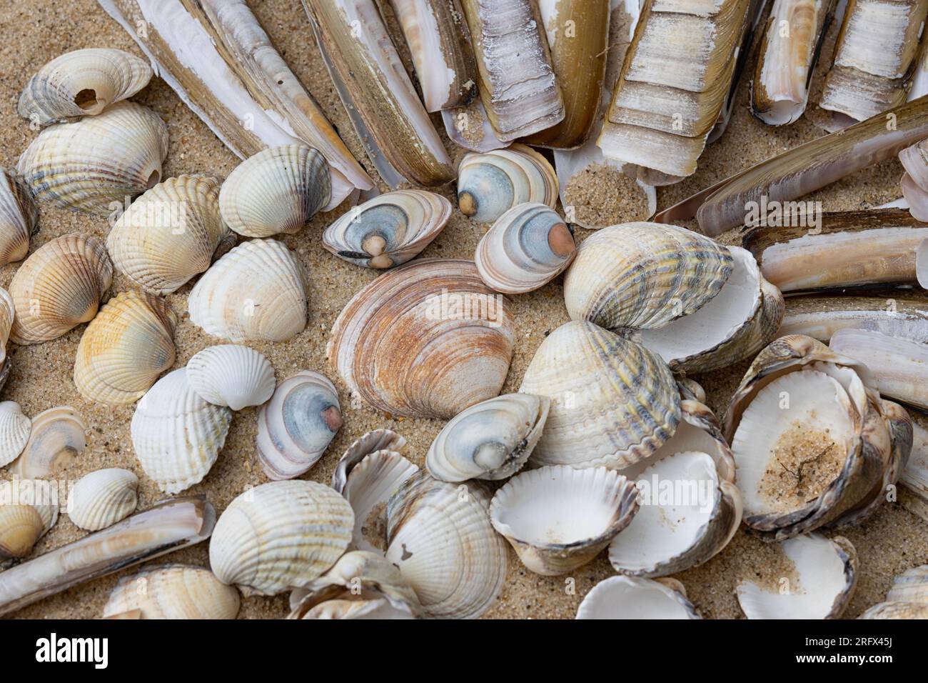 Laying in sea shells hi-res stock photography and images - Alamy