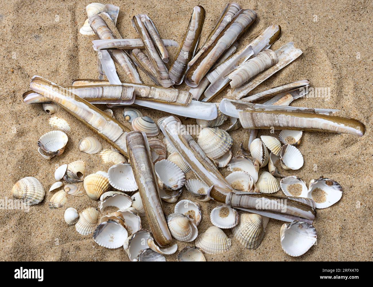 Laying in sea shells hi-res stock photography and images - Alamy
