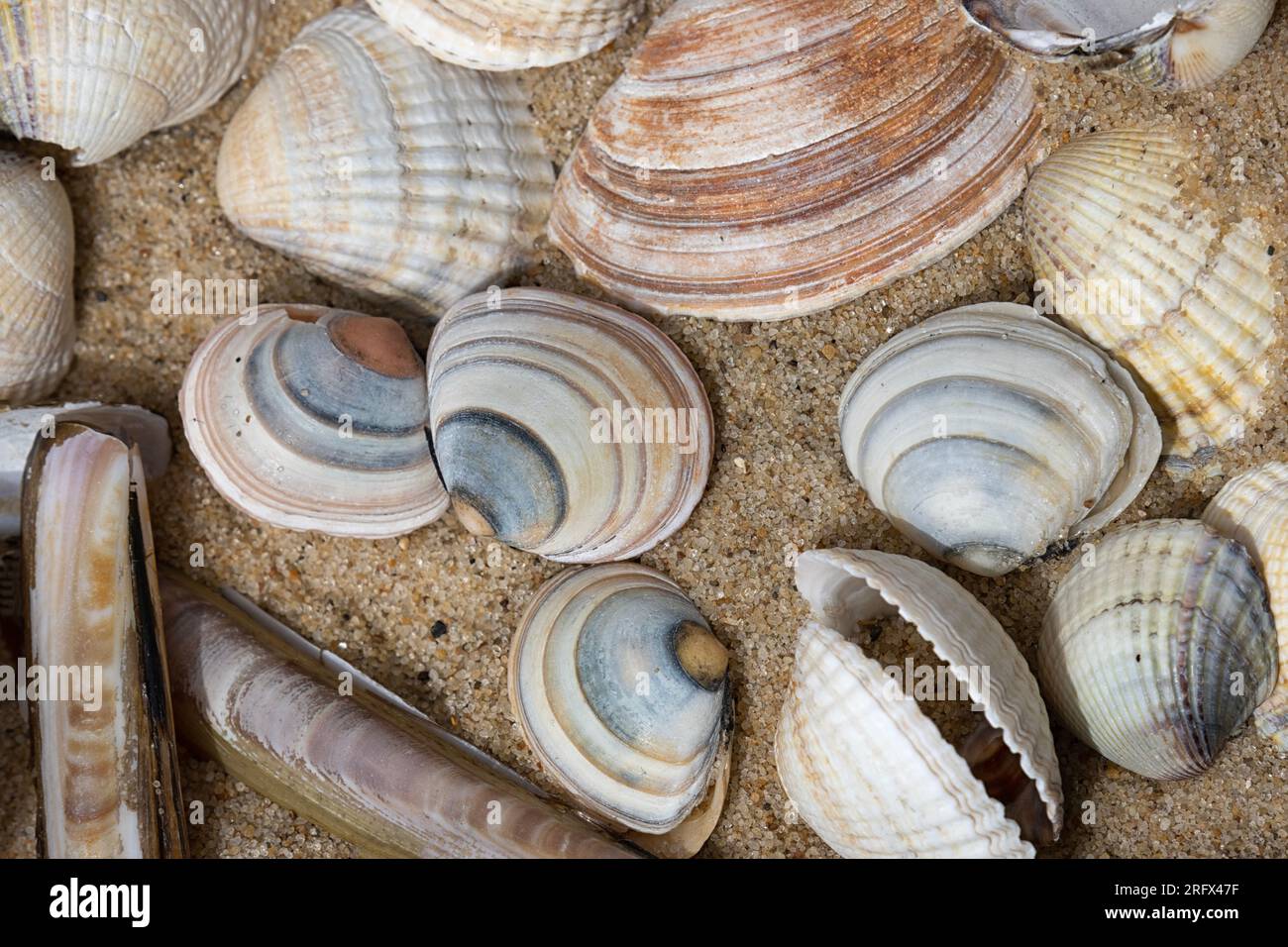 Limpet shell patterns hi-res stock photography and images - Alamy