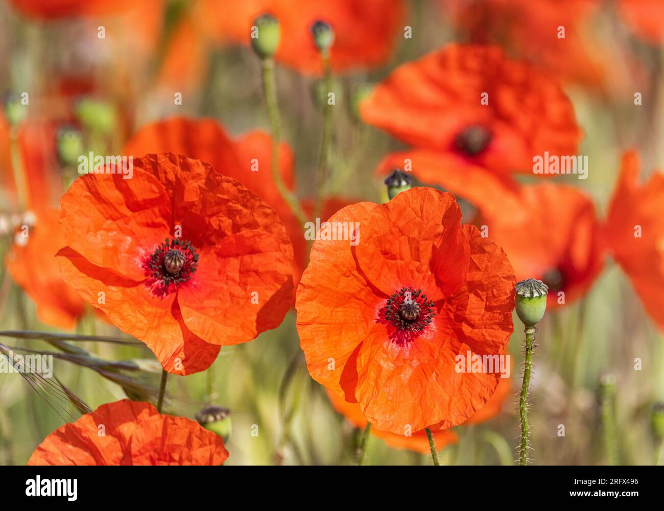 Prominent poppy hi-res stock photography and images - Alamy