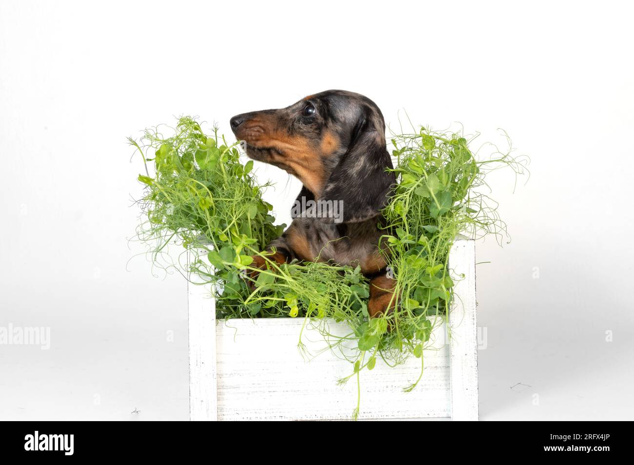 curious marble dachshund puppy is sitting in basket with green grass on ...