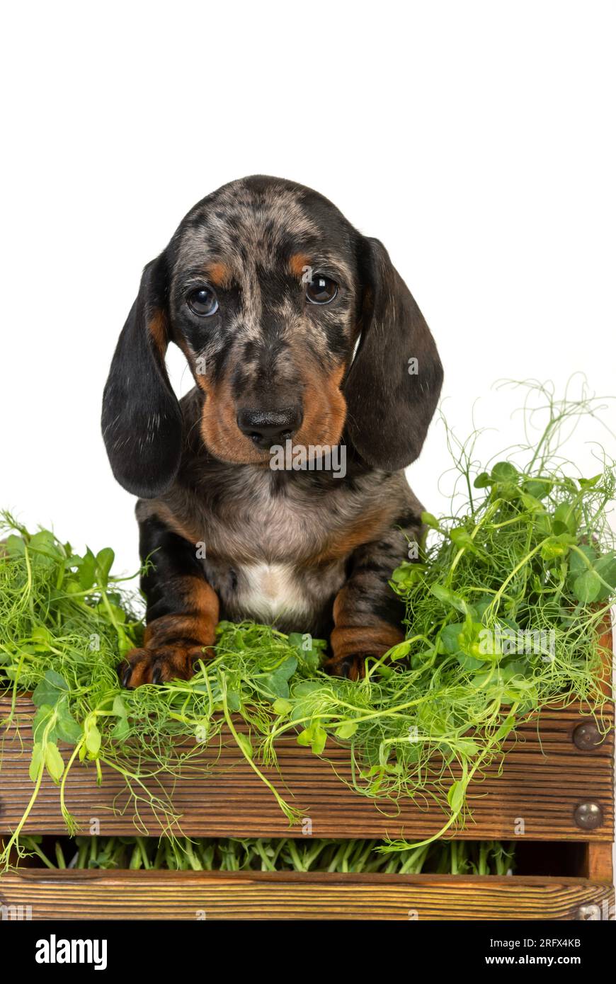 curious marble dachshund puppy is sitting in basket with green grass on ...