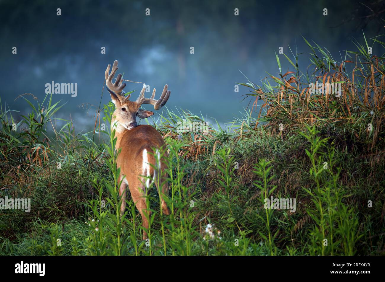 Marsh buck hi-res stock photography and images - Alamy