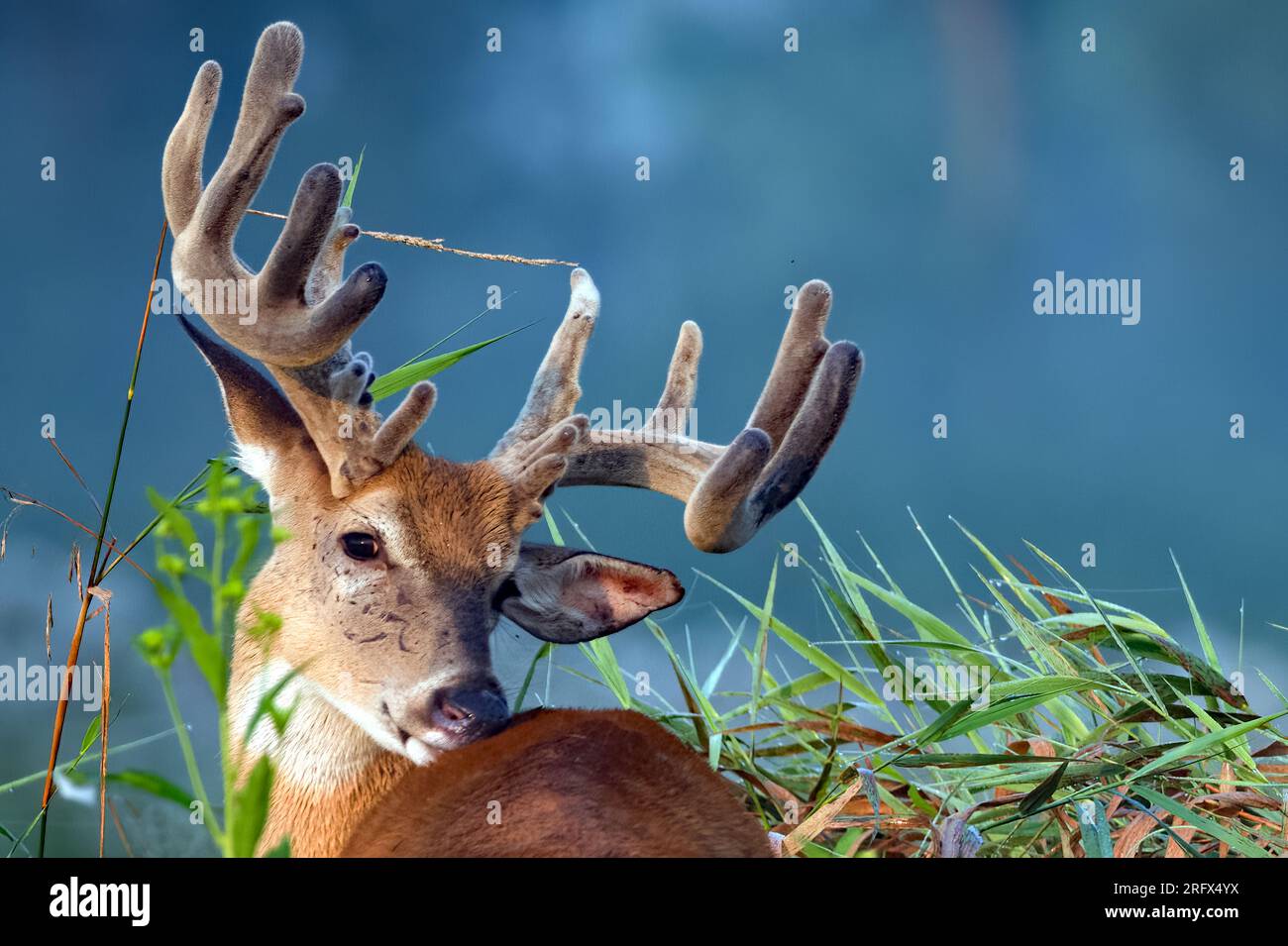 Marsh buck hi-res stock photography and images - Alamy
