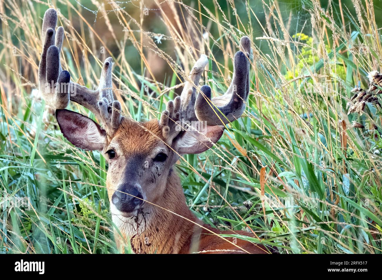 Marsh buck hi-res stock photography and images - Alamy