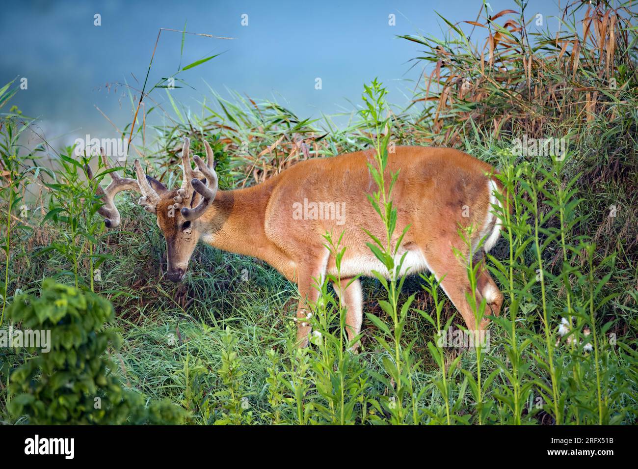 Marsh buck hi-res stock photography and images - Alamy