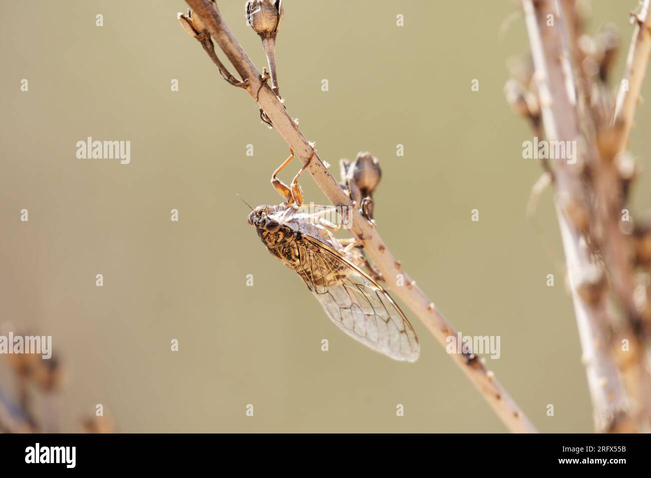 Cicada, in profile on a branch Stock Photo - Alamy