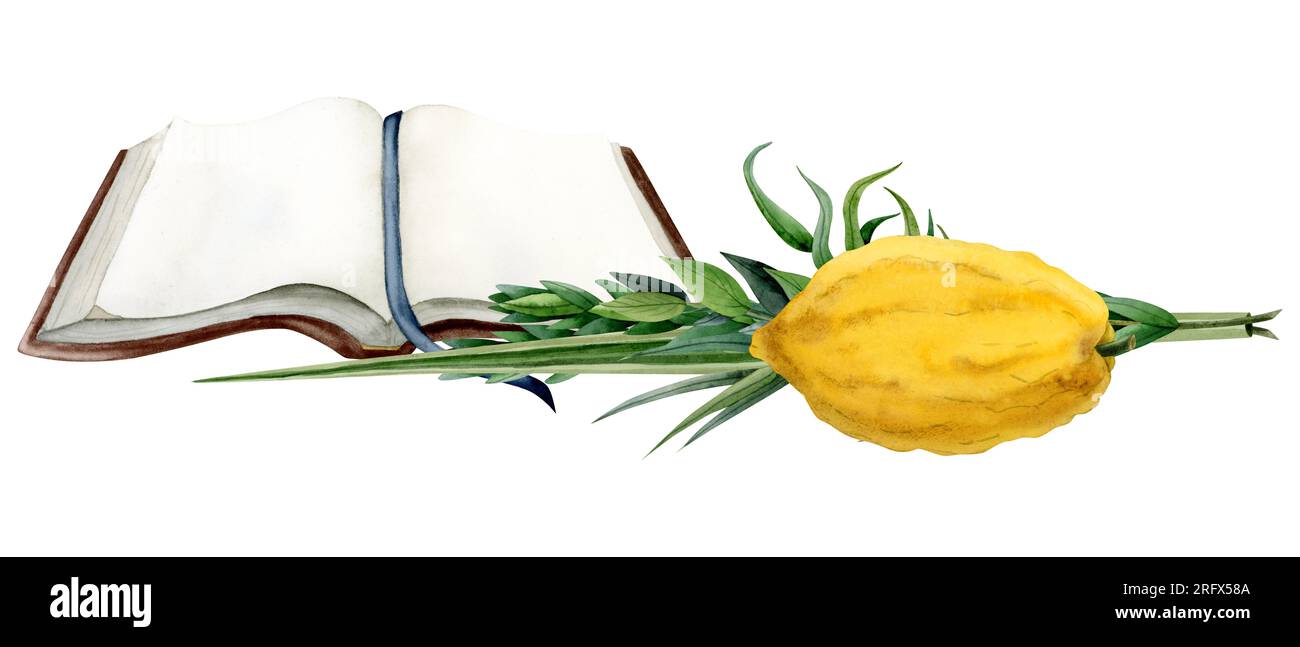 Sukkot traditional plants with open Torah book watercolor illustration ...