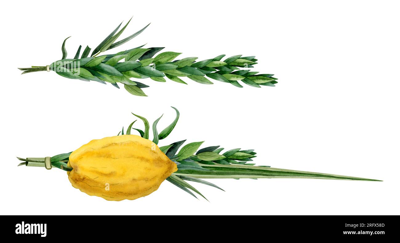 Sukkot traditional plants set of watercolor illustration. Four species ...