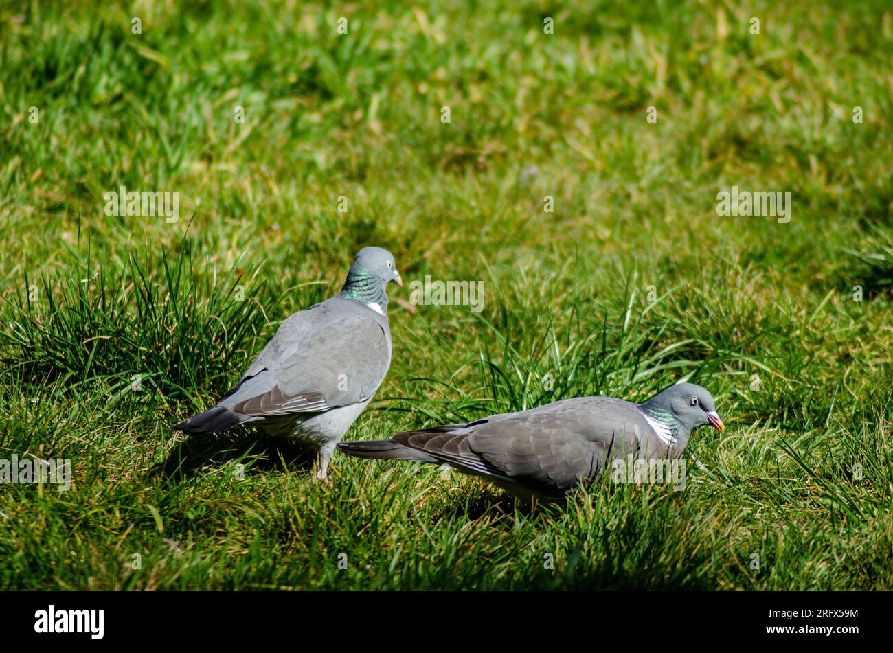 two pigeons lying on the grass Stock Photo - Alamy