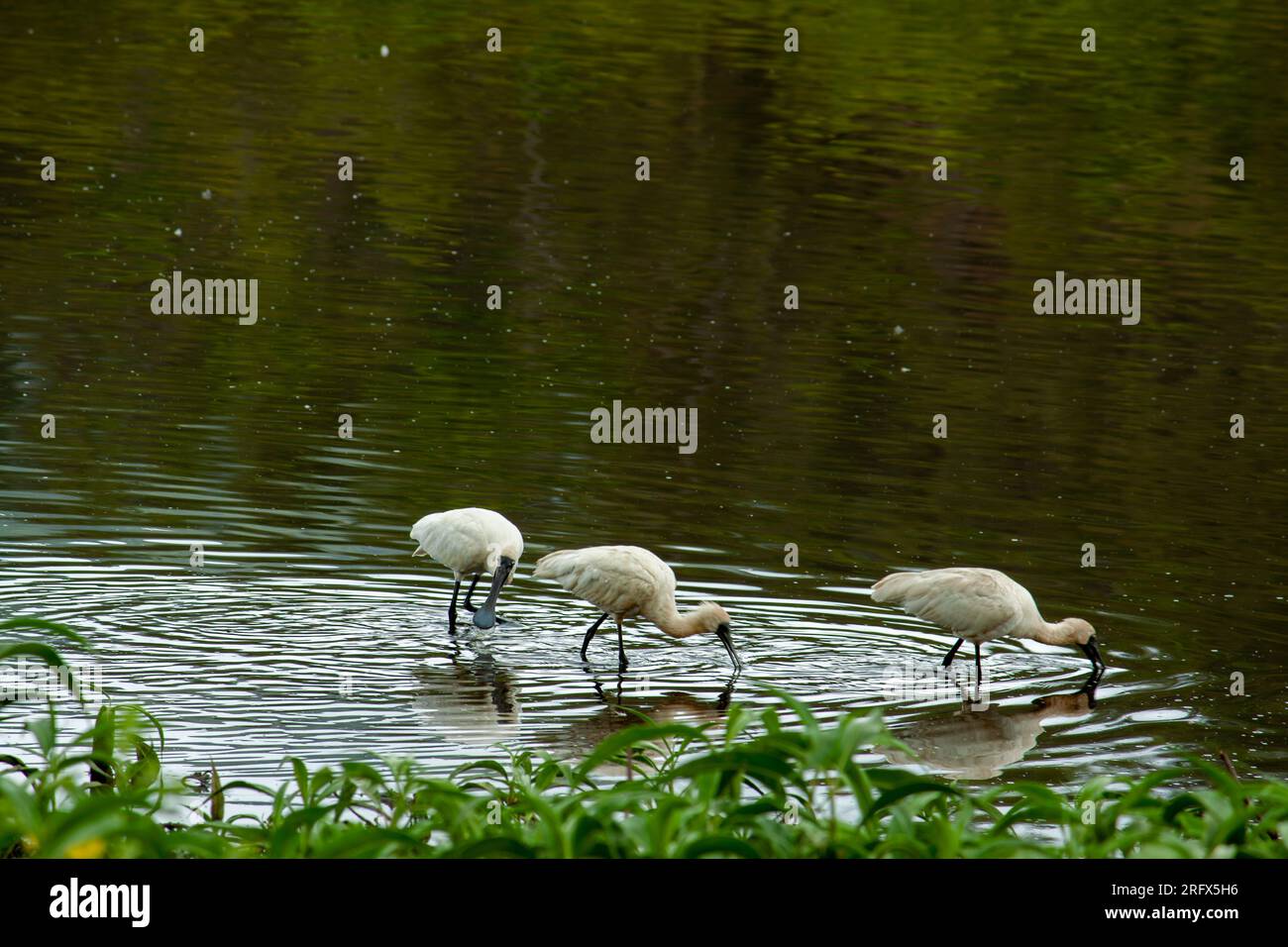 Royal Spoonbill, Platalea regia, Hasties Swamp, wild, Australia Stock ...