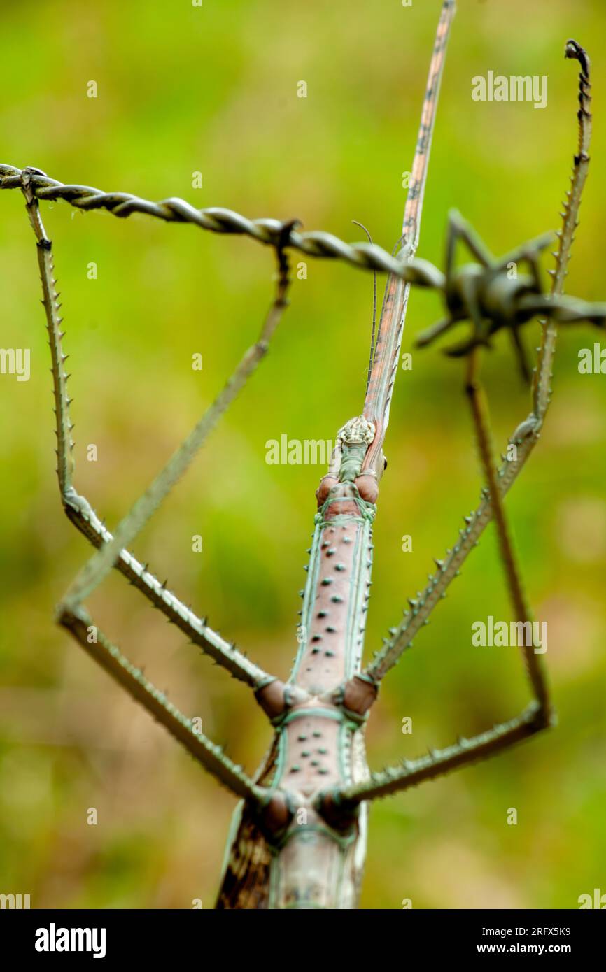 Stick Insect, Phasmatodea, Yungaburra, Australia Stock Photo - Alamy