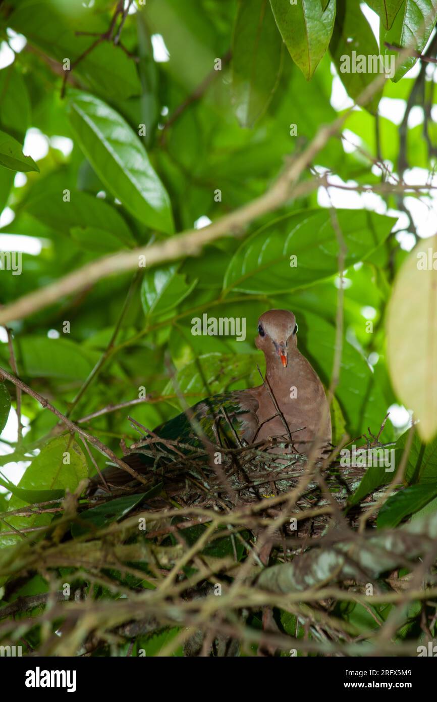 Pacific Emerald Dove, Chalcophaps indica, Emerald Dove, Brown-capped ...