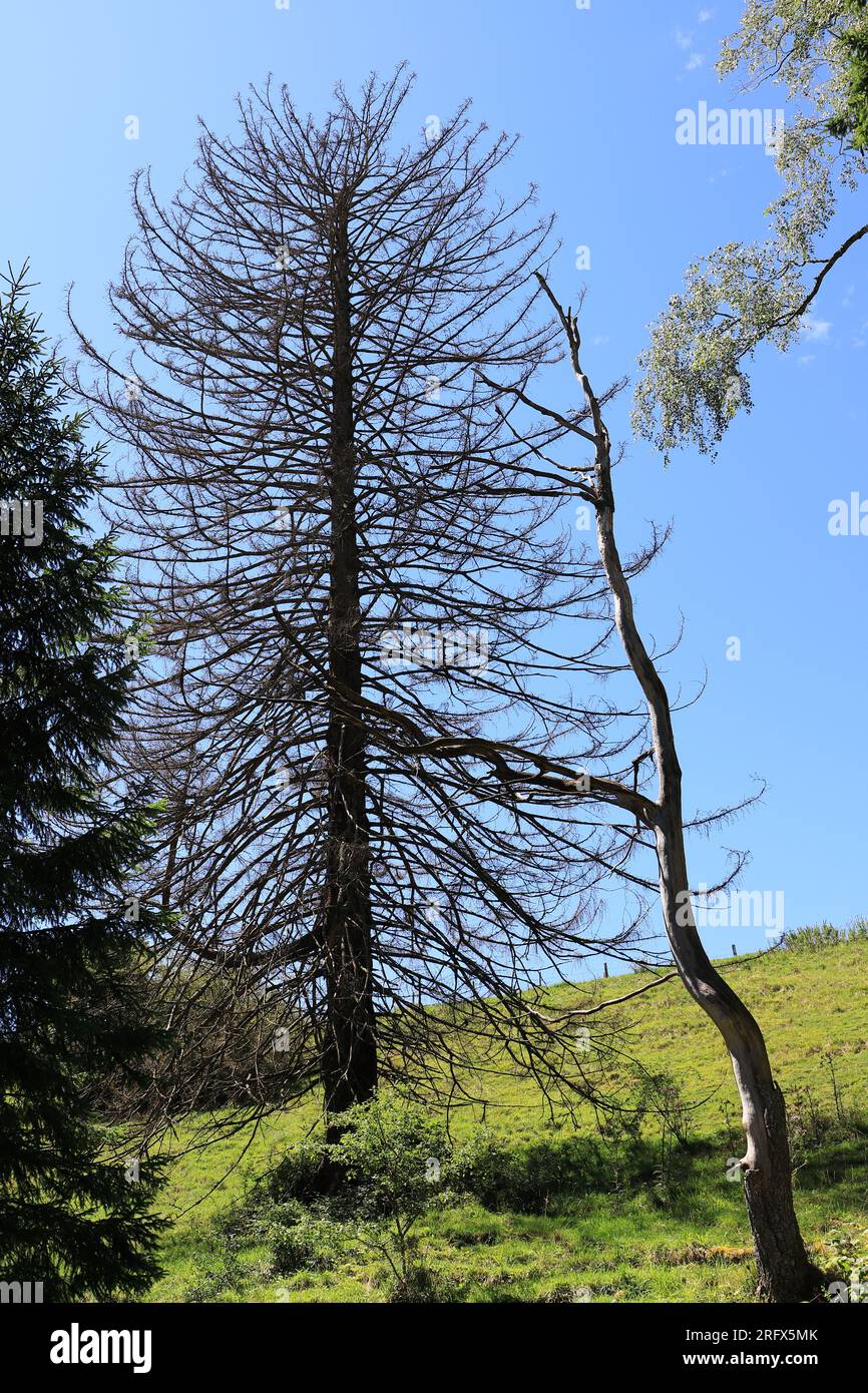 Dead forest trees deadwood deforestation hi-res stock photography and ...
