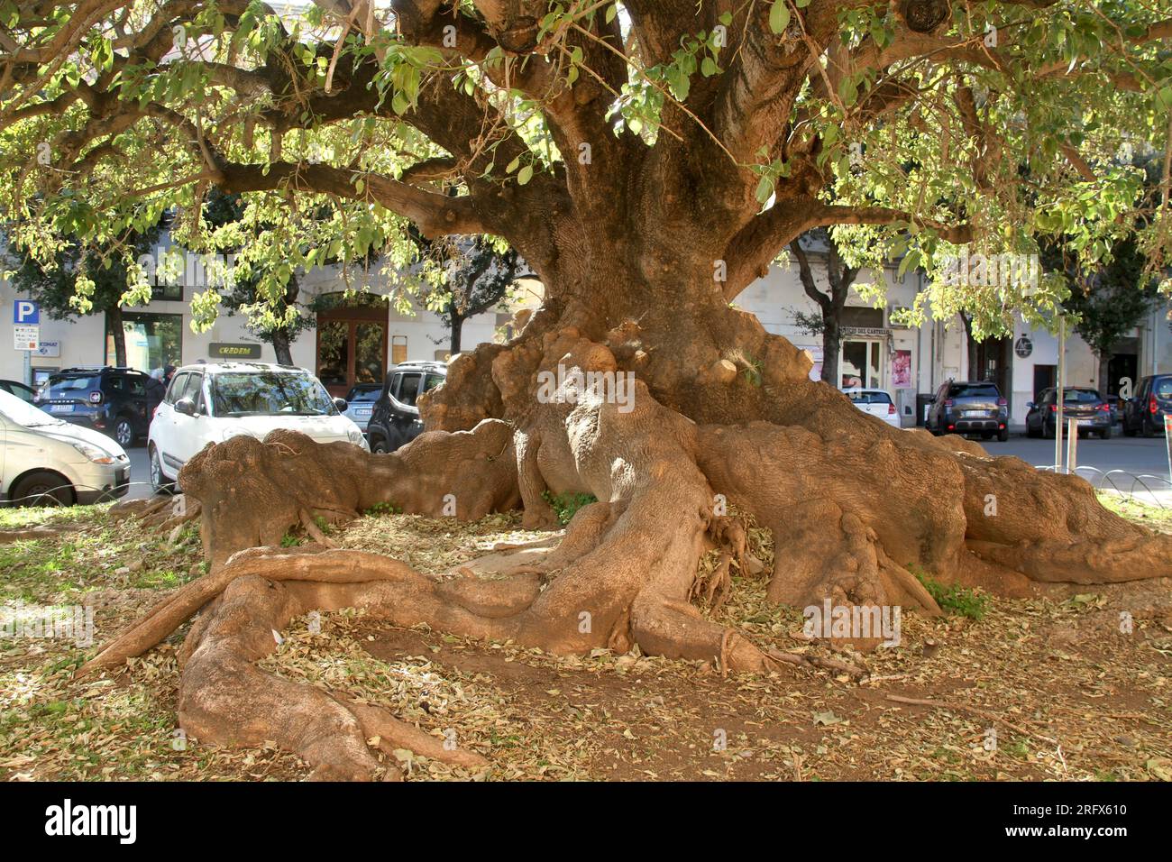 Lecce, Italy. A Phytolacca dioica (ombú) tree, about 150 years old ...
