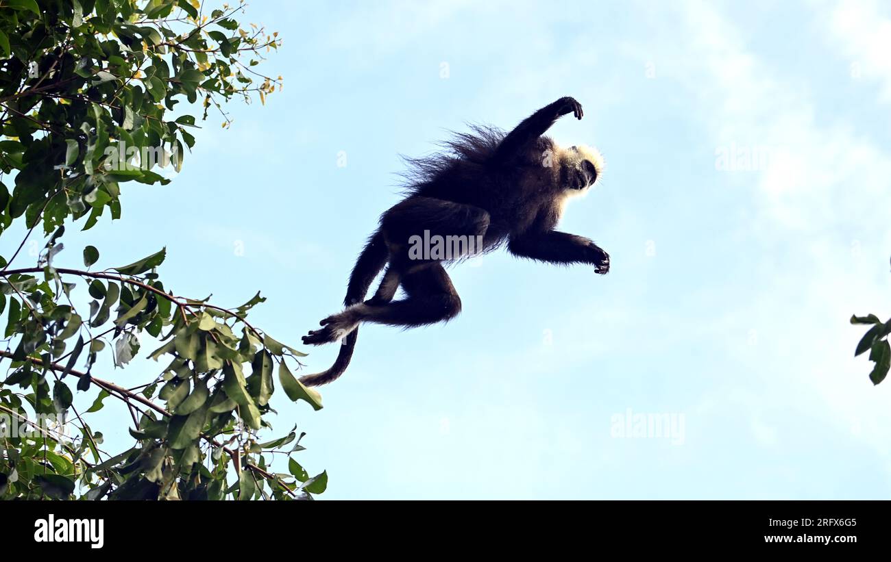 Chongzuo, China's Guangxi Zhuang Autonomous Region. 5th Aug, 2023. A ...