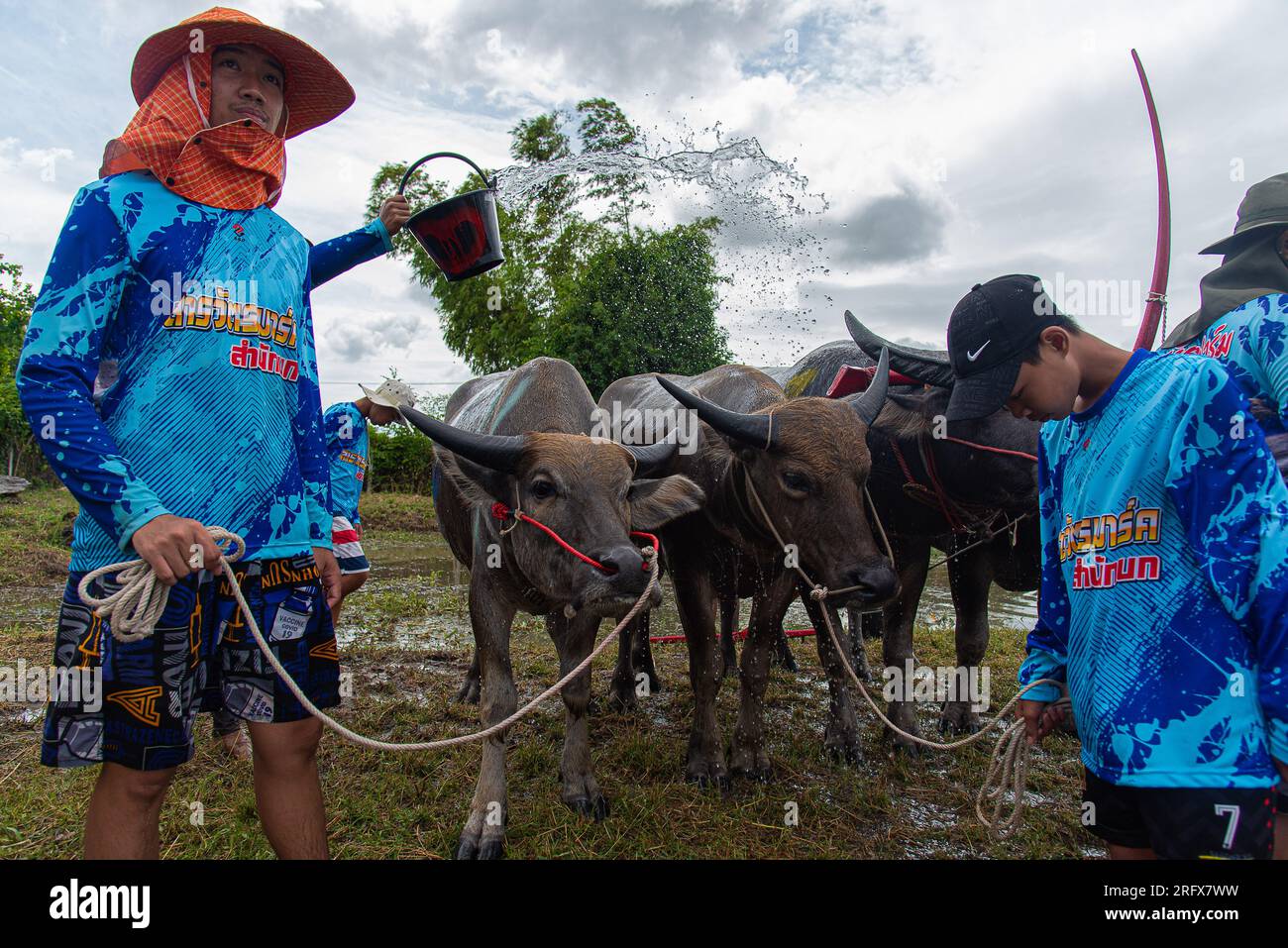 Chonburi, Thailand. 06th Aug, 2023. Buffalo owners seen prepared their ...
