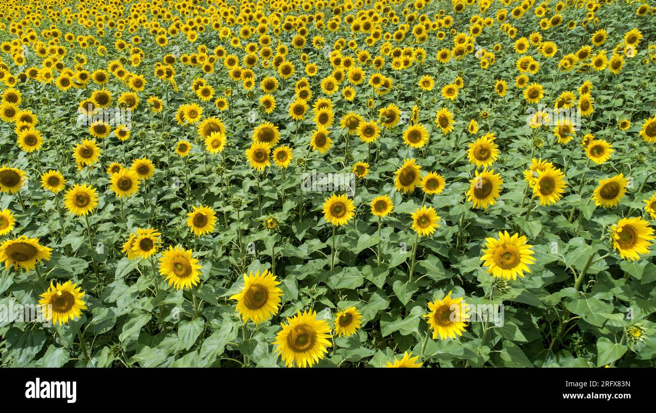 Aerial view of a field of sunflowers (Helianthus annuus) at the edge of ...