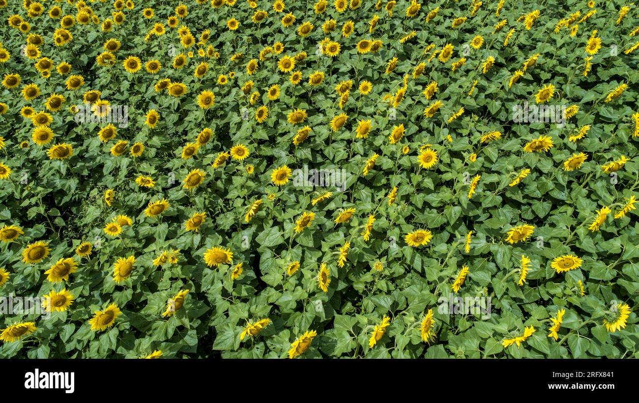 Aerial view of a field of sunflowers (Helianthus annuus) at the edge of ...