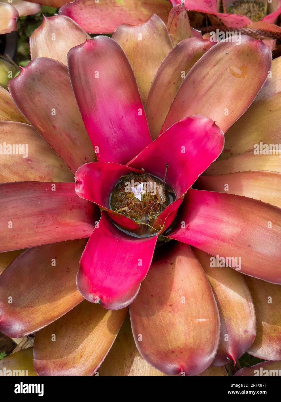 Flower at a garden, Betong Stock Photo - Alamy