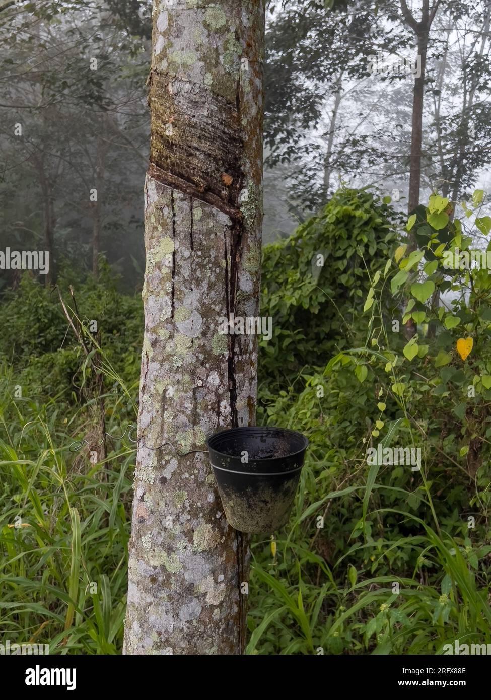 Rubber tree malaysia hi-res stock photography and images - Alamy