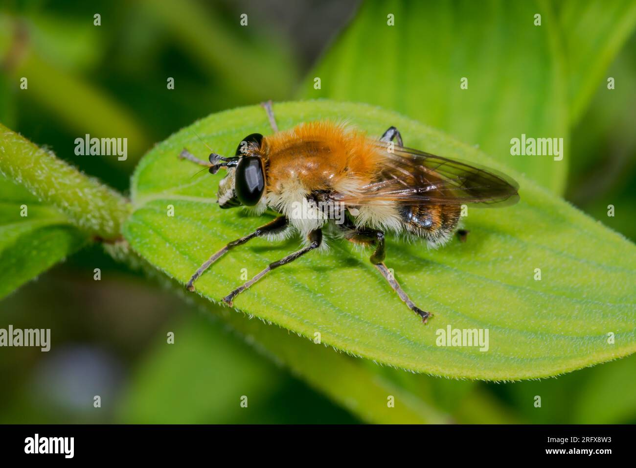 Bearfly hi-res stock photography and images - Alamy