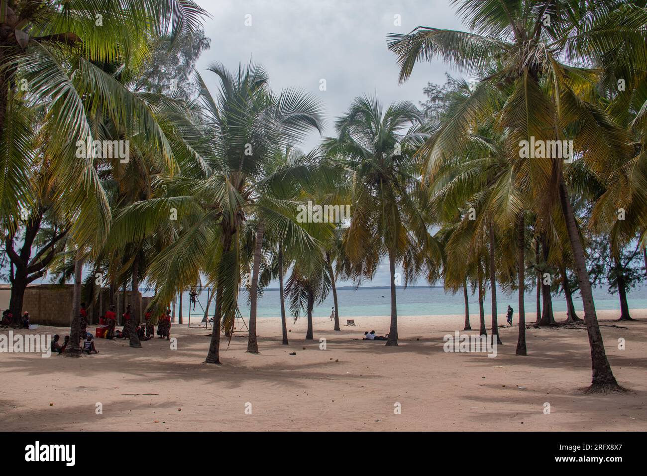 Green coconut palm trees on white sandy beach near Pemba city in ...