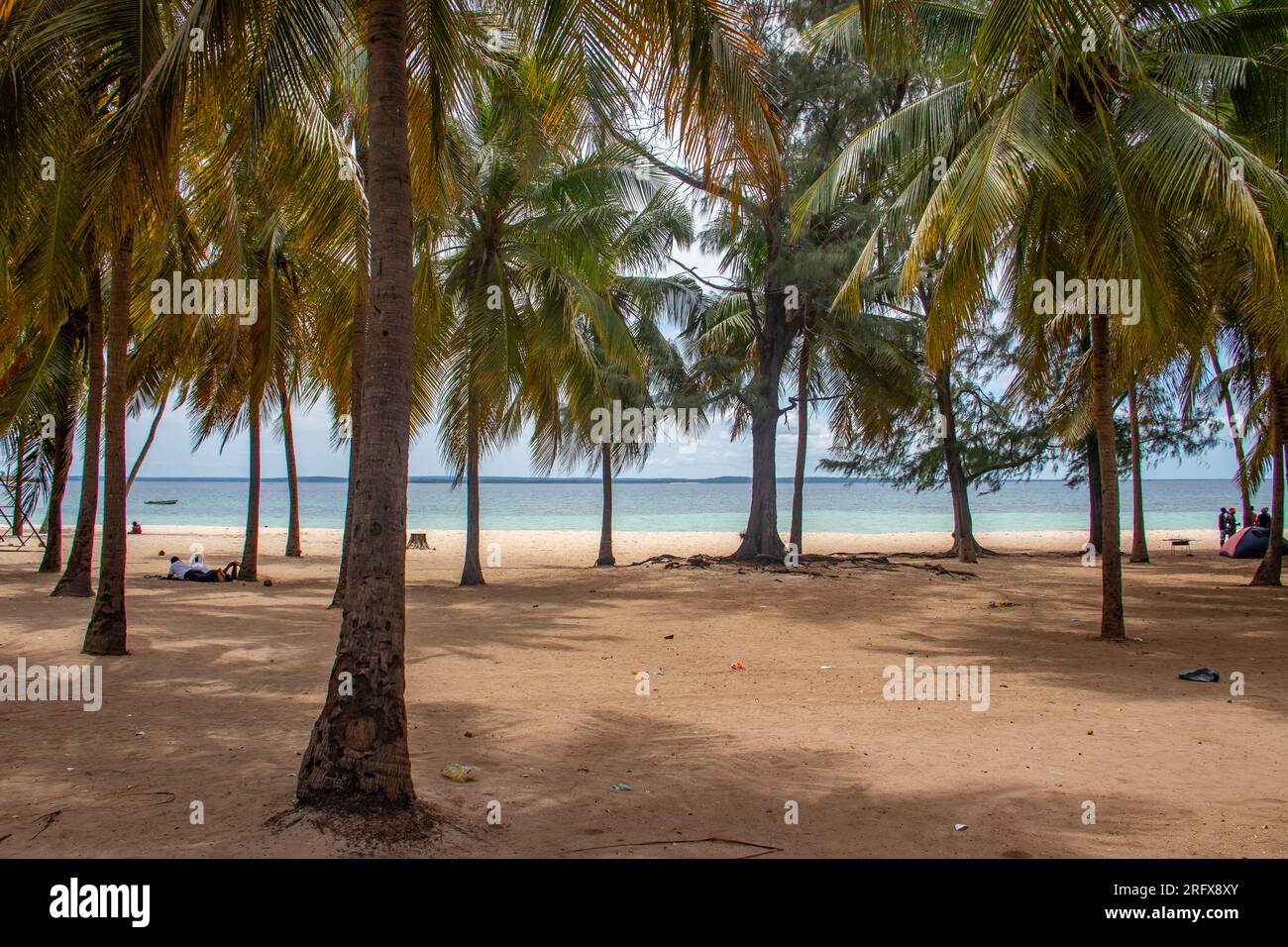 Green coconut palm trees on white sandy beach near Pemba city in ...