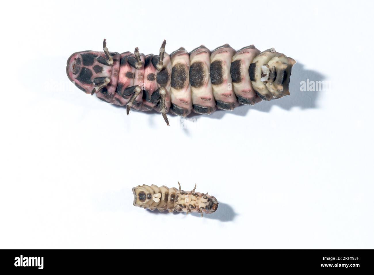 Comparison between full grown Common and Lesser Glow worm Larvae ...