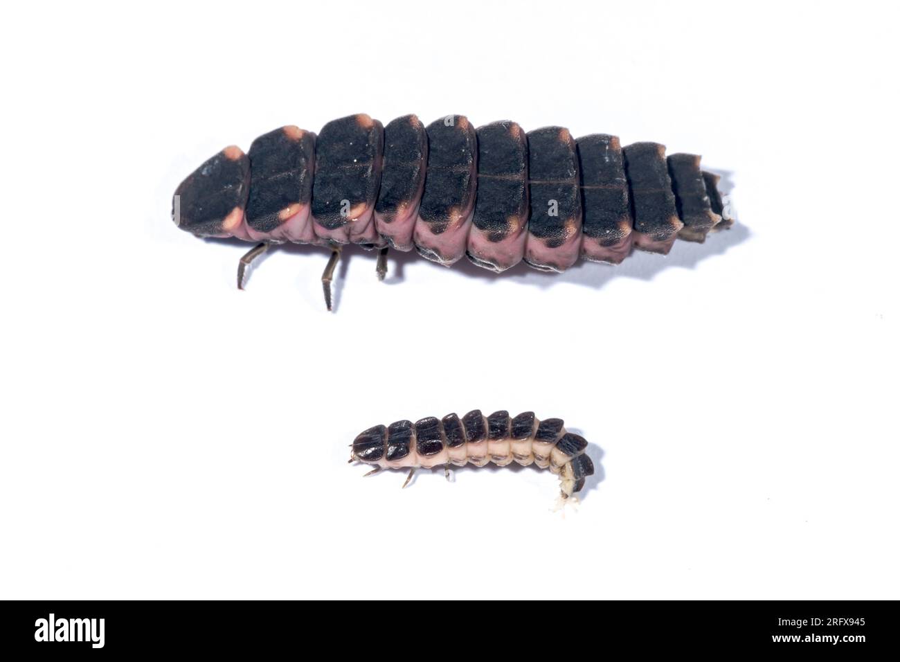 Comparison between full grown Common and Lesser Glow worm Larvae ...