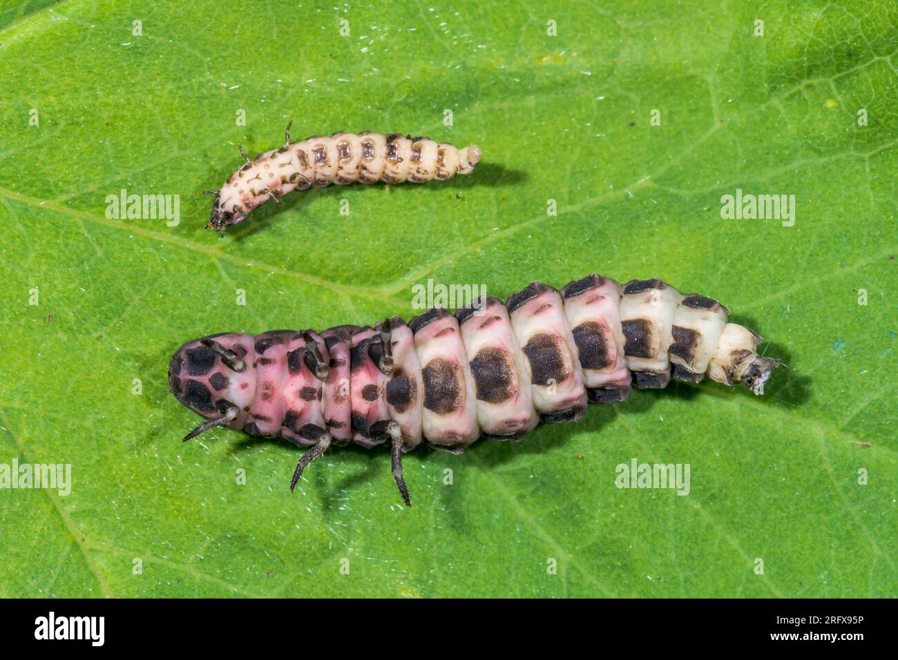 Comparison between full grown Common and Lesser Glow worm Larvae ...