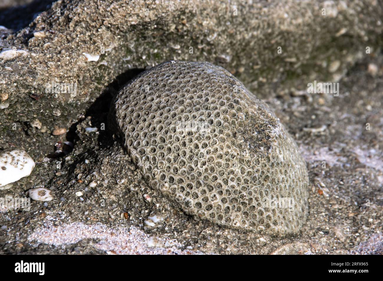 Fossilized coral hi-res stock photography and images - Alamy