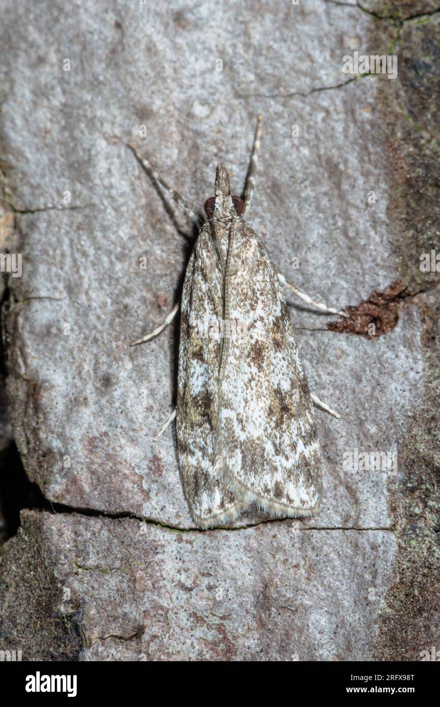 Common Grey Moth (Scoparia ambigualis), Crambidae. Sussex, UK Stock ...