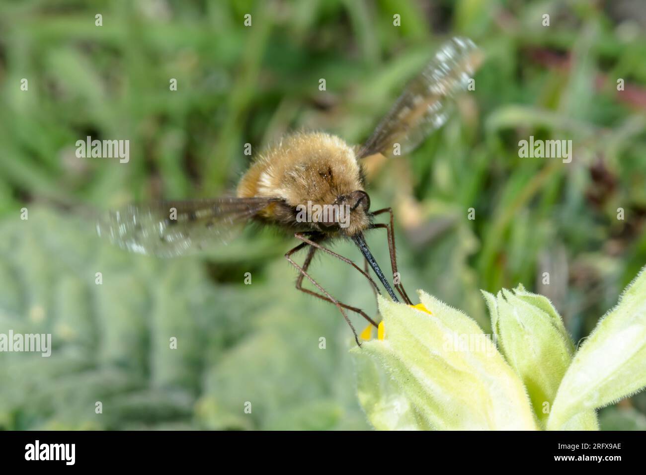 Dotted Bee Fly (Bombylius discolor), Bombyliidae. Sussex, UK Stock ...