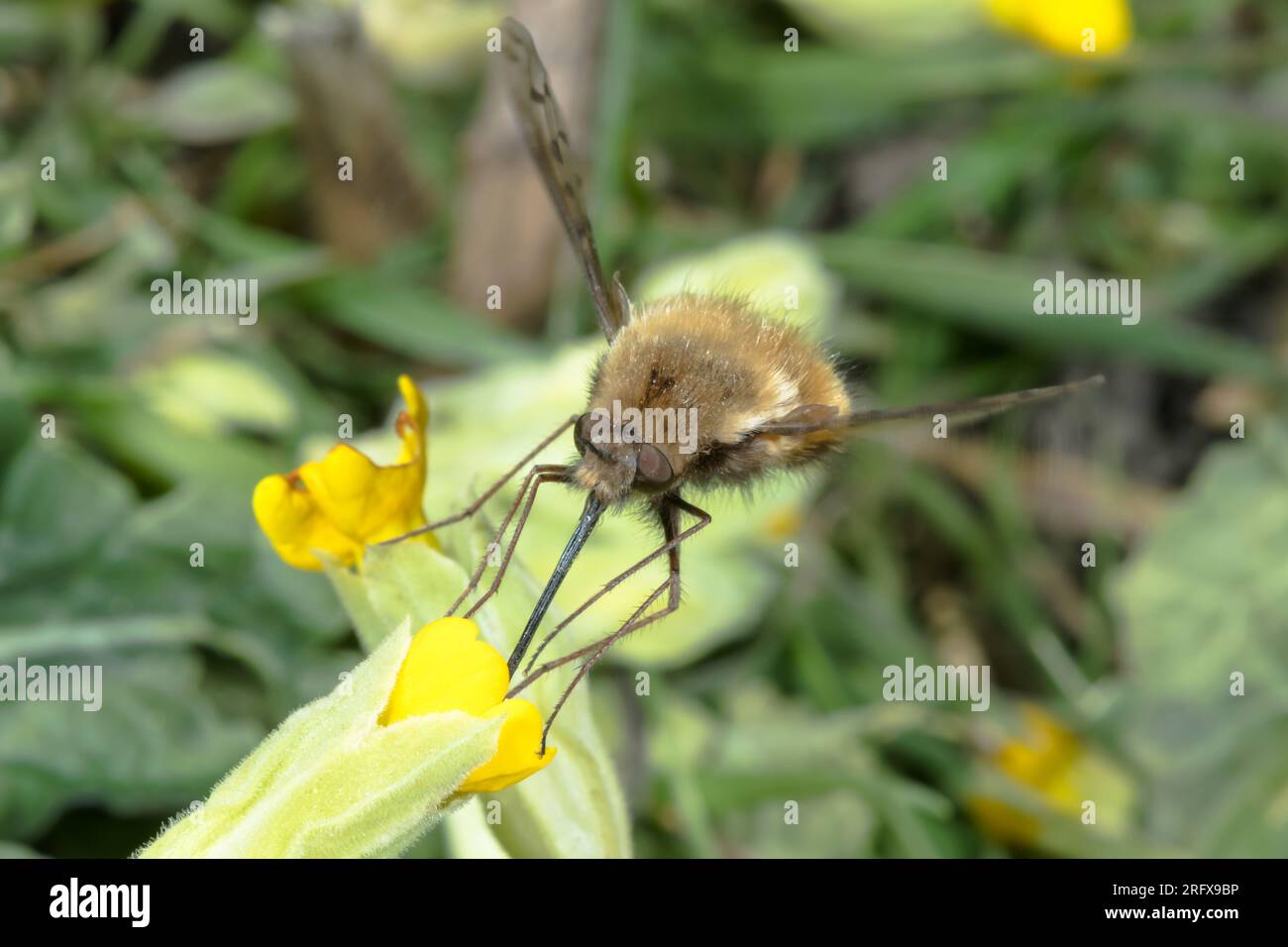 Dotted Bee Fly (Bombylius discolor), Bombyliidae. Sussex, UK Stock ...